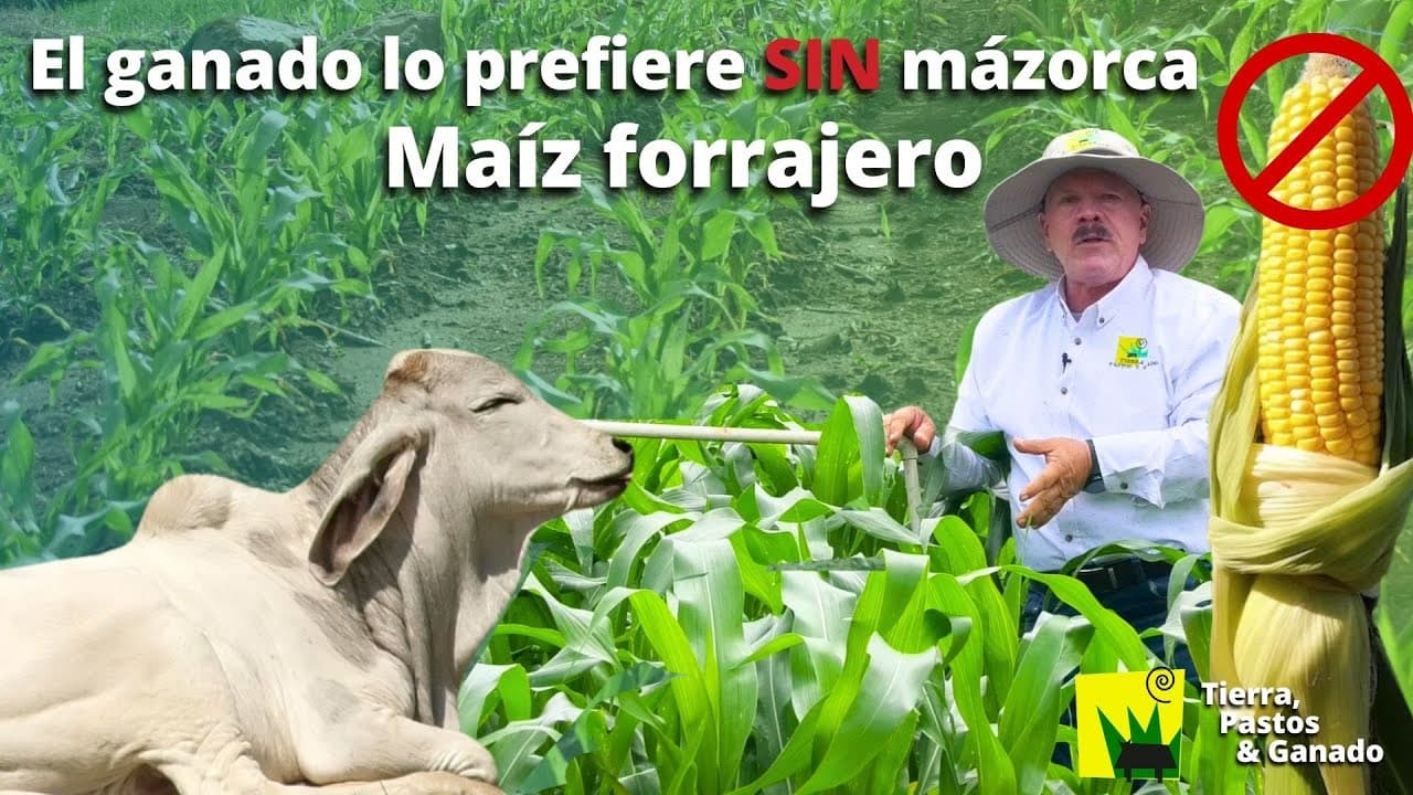 Conoce el Maiz Forrajero | Tierra Pastos & Ganado